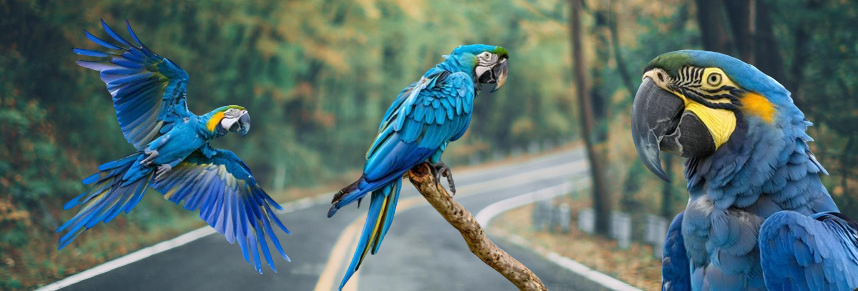 Home - Parrots Yard
